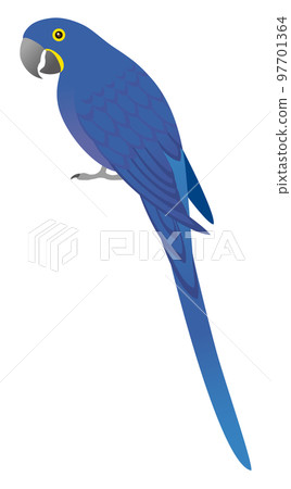 Violet Macaw - Stock Illustration [97701364] - PIXTA