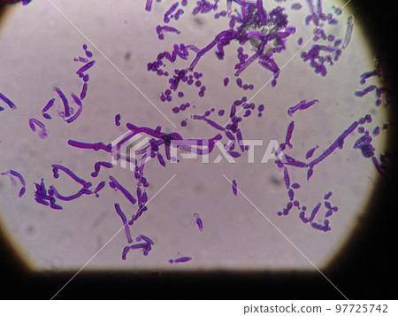 Trichoderma conidia - Stock Photo [97725742] - PIXTA