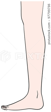 Illustration of the left leg seen from the side - Stock Illustration ...