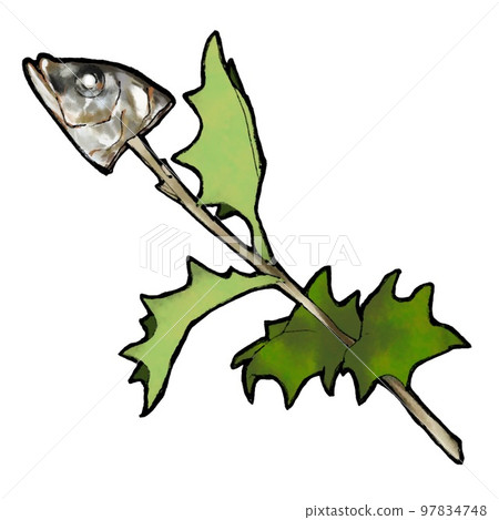 Hirune sardine - Stock Illustration [97834748] - PIXTA