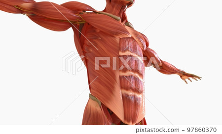 Human Muscle Anatomy For medical concept 3D... - Stock Illustration ...