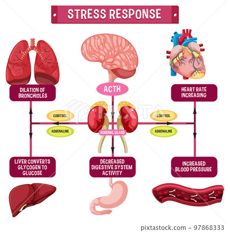 Stress response system scheme - Stock Illustration [97868333] - PIXTA