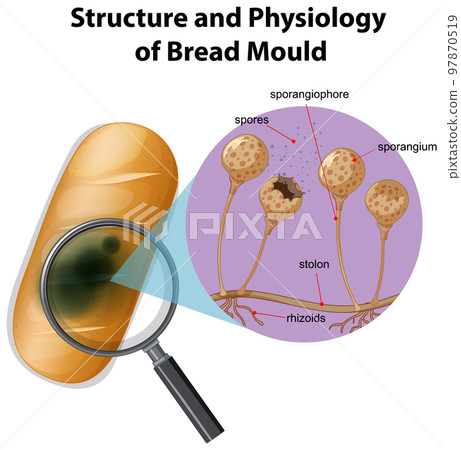 Bread Mold Diagram
