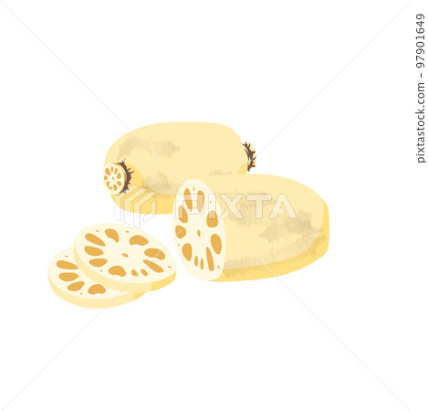 Vegetable illustration Lotus root with cross... - Stock Illustration ...