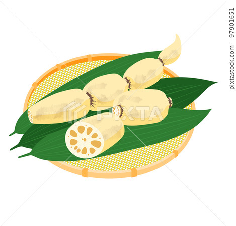 Vegetable illustration Many lotus roots in a... - Stock Illustration ...