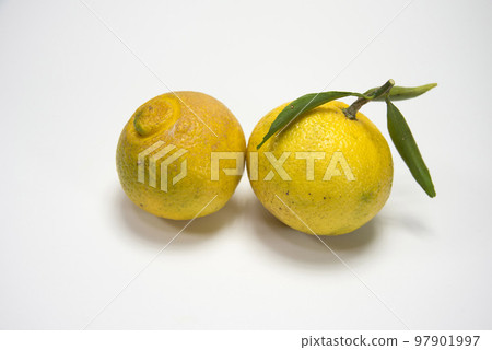 Citrus Haruka mandarin orange - Stock Photo [97901997] - PIXTA