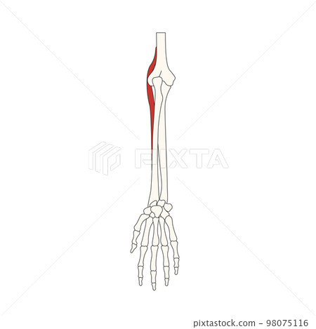 human anatomy drawing_brachioradialis reflex - Stock Illustration ...
