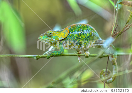 Short-horned chameleon (Calumma brevicorne),... - Stock Photo [98152570 ...