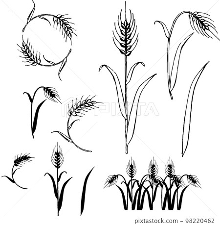 Wheat illustration drawn with a pen - Stock Illustration [98220462] - PIXTA