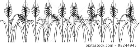 Illustration of a wheat field drawn with a pen - Stock Illustration ...