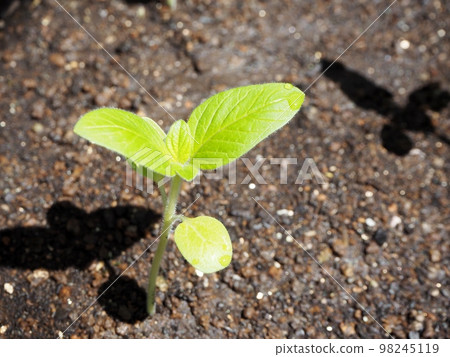 germination of sesame seeds - Stock Photo [98245119] - PIXTA