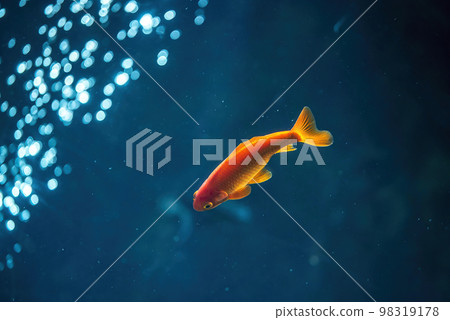 Wakin Goldfish Wakin Goldfish: Info, Pictures, Care Guide & More