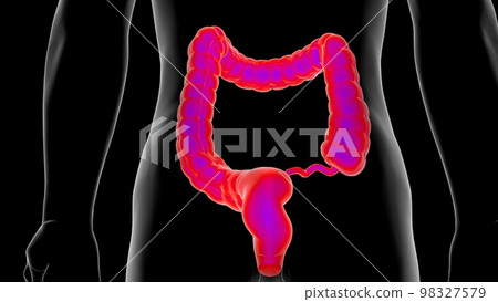 Large intestine appendix anatomy for medical... - Stock Illustration ...