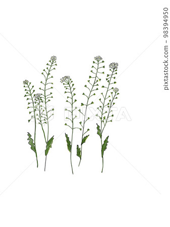 spring flower nazuna - Stock Illustration [98394950] - PIXTA