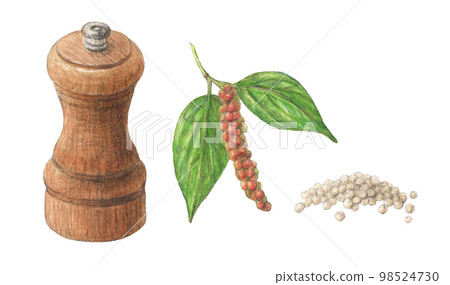 White pepper set watercolor pencil spice... - Stock Illustration ...