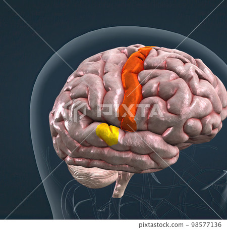 Anatomy of the brain and its colored parts - Stock Illustration ...