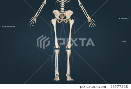 Bones Of The Pelvic Girdle And Lower Limb