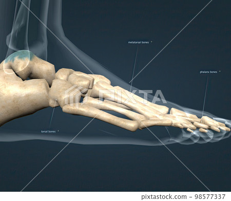 The foot is conventionally divided into three... - Stock Illustration ...