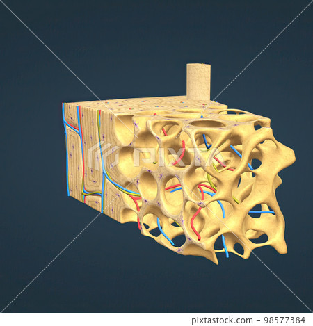long bone microscopic view anatomy - Stock Illustration [98577384] - PIXTA