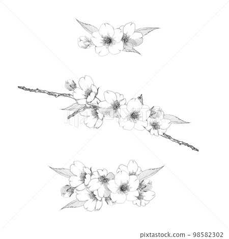 Set of hand drawn line art cherry blossom bouquets - Stock Illustration ...