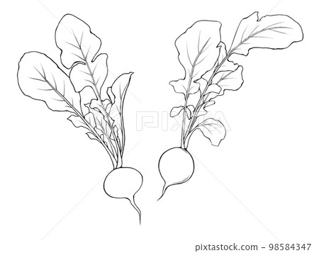 Illustration material (line drawing) of two... - Stock Illustration ...