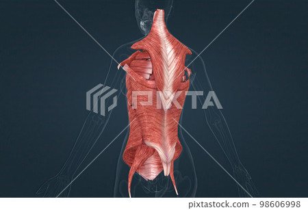 Female Trunk muscles are the muscles that cover... - Stock Illustration ...