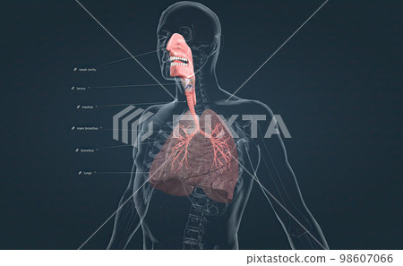 The respiratory system is the network of organs... - Stock Illustration ...