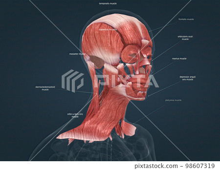 Anatomy of female head muscular system - Stock Illustration [98607319 ...