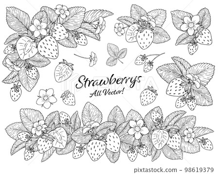 Strawberry line drawing vector illustration set... - Stock Illustration ...