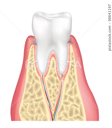 Tooth anatomy. Healthy teeth structure. Dental... - Stock Illustration ...