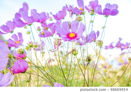 Pastel Pink Floral Field Pink Sunday