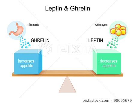 how hormones ghrelin and leptin work - Stock Illustration [98695679 ...