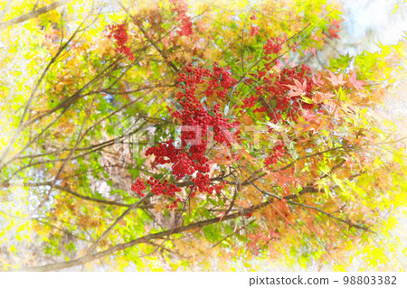 Autumn scenery Colorful Nanten - Stock Illustration [98803382] - PIXTA