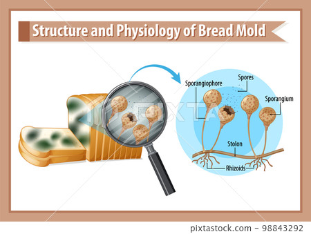 structure and physiology of bread mold - Stock Illustration [98843292 ...