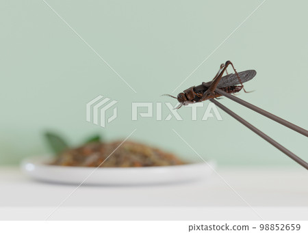 Edible insects. Crickets as snack, good source... - Stock Illustration ...