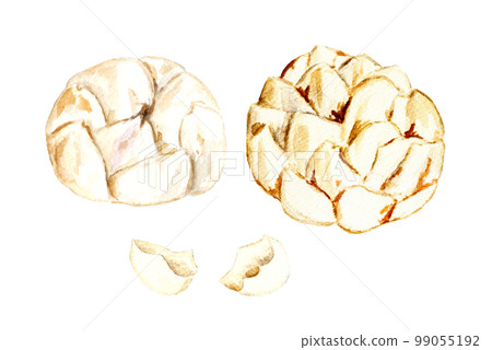 hand drawn watercolor lily root illustration - Stock Illustration ...