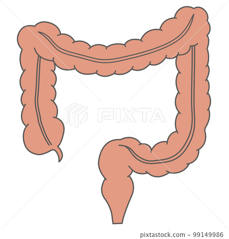 Human body _ large intestine - Stock Illustration [99149986] - PIXTA