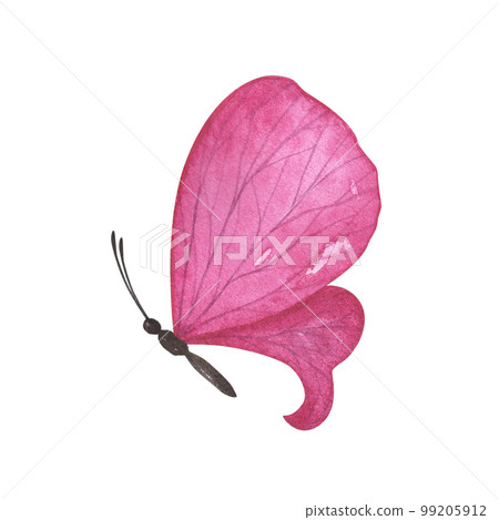Magenta Butterfly