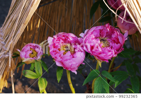 Pink cold peony (botan, peony, button) flowers... - Stock Photo ...