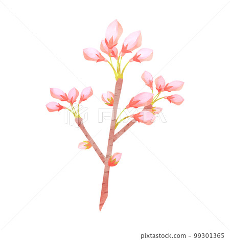 Cherry blossom buds on a branch. Illustration... - Stock Illustration ...