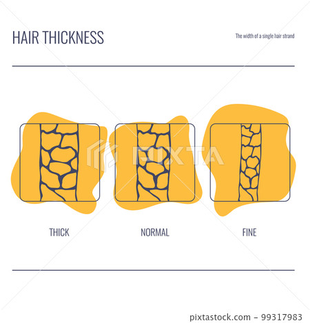 Hair thickness types chart of low, medium, high... - Stock Illustration ...