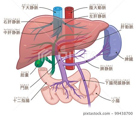 Liver And Spleen Anatomy