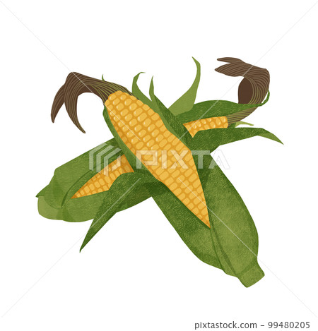 two corns, illustration - Stock Illustration [99480205] - PIXTA