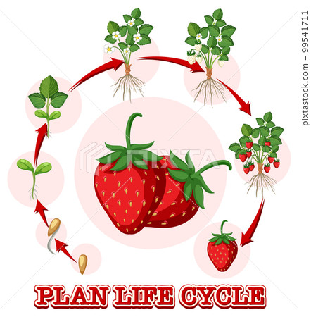 Strawberry Plant Life Cycle Diagram