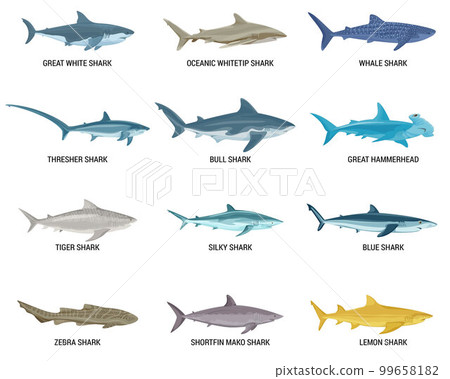 Flat Sharks Icon Set - Stock Illustration [99658182] - PIXTA