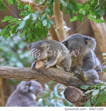 Mama koala watching over baby koala Stock Photo 99671200 PIXTA