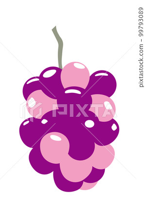 Kyoho grape illustration vector - Stock Illustration [99793089] - PIXTA