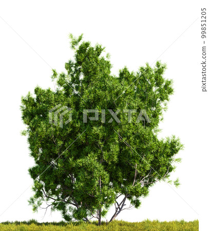 Large green Red Shanks tree on top of a lush...-插圖素材 [99851205] - PIXTA圖庫
