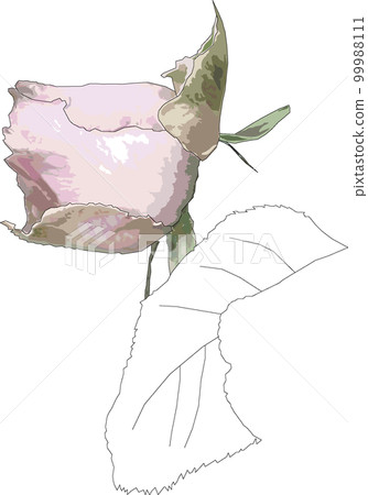 Side View Rose