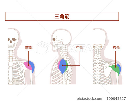 Deltoid anatomy muscle illustration front - Stock Illustration ...